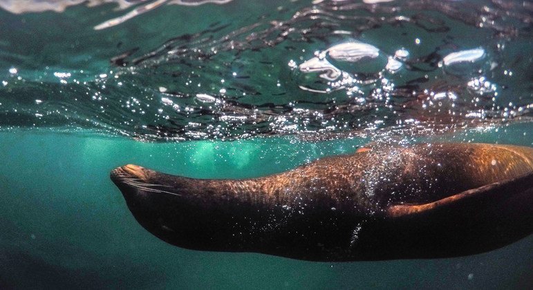 Las Islas Galápagos necesitan ayuda para proteger su biodiversidad en
